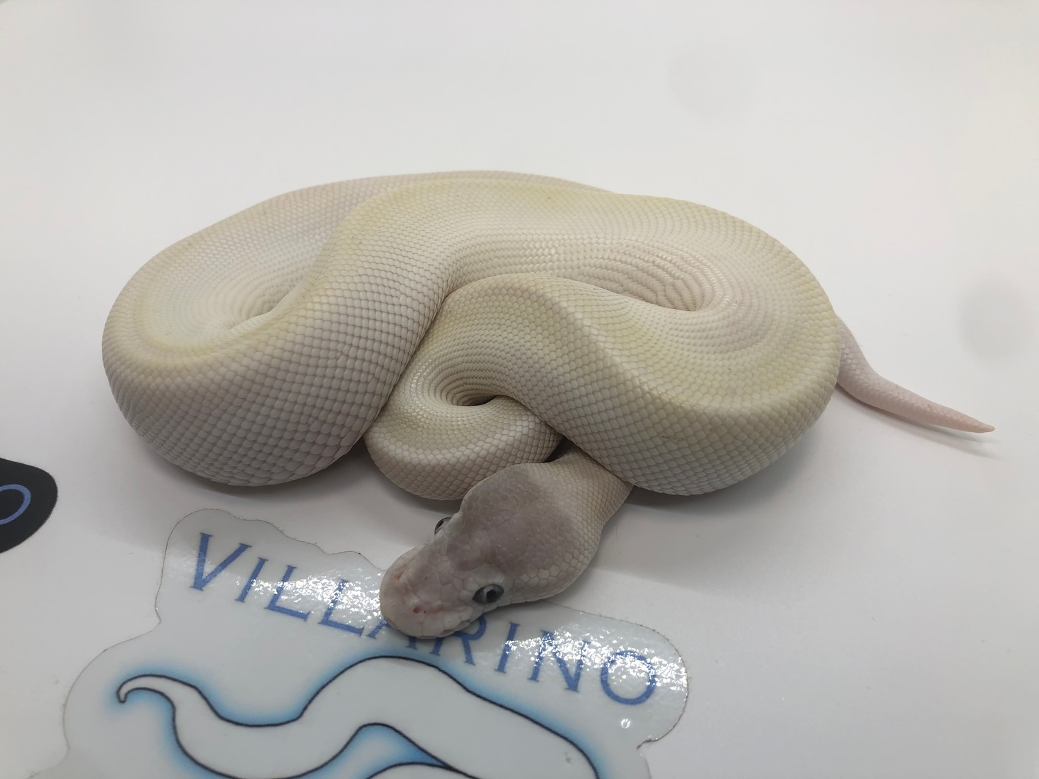 Super Mojave Ball Python by Villarino reptiles - MorphMarket