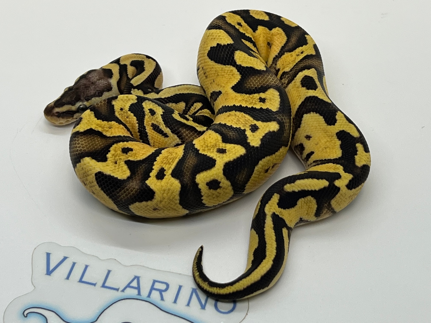 Firefly Het Pied Ball Python by Villarino reptiles - MorphMarket