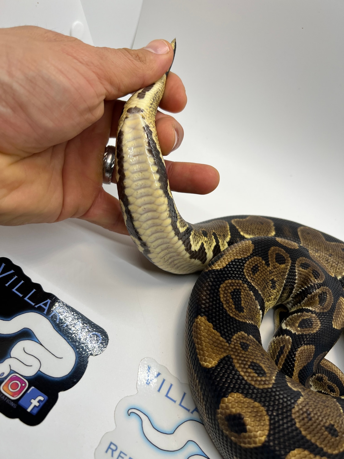 Het Pied Ball Python by Villarino reptiles - MorphMarket