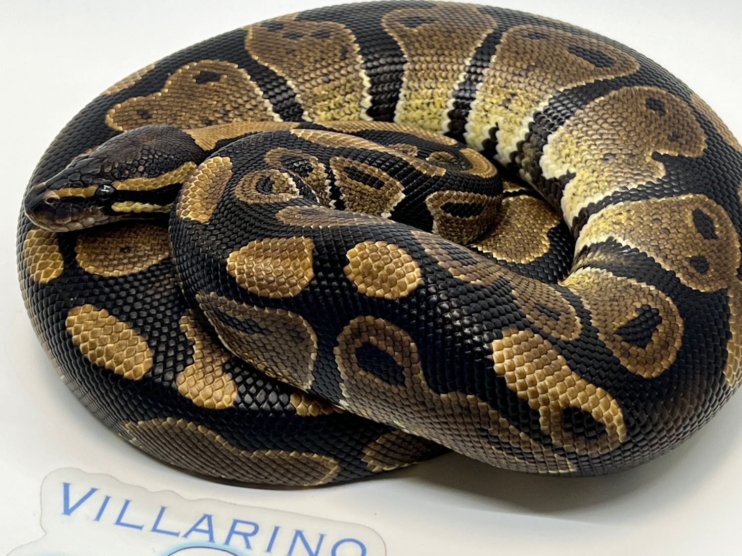 Het Pied Ball Python by Villarino reptiles - MorphMarket