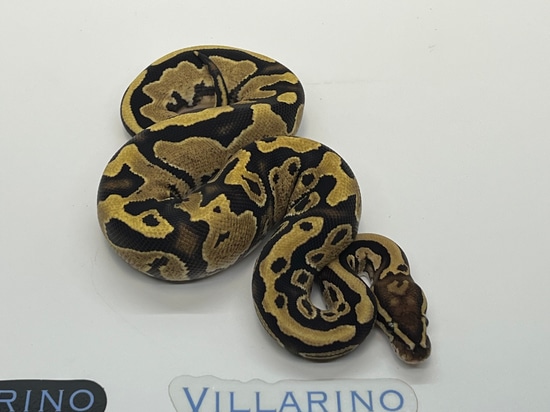 Fire Het Pied Ball Python by Villarino reptiles