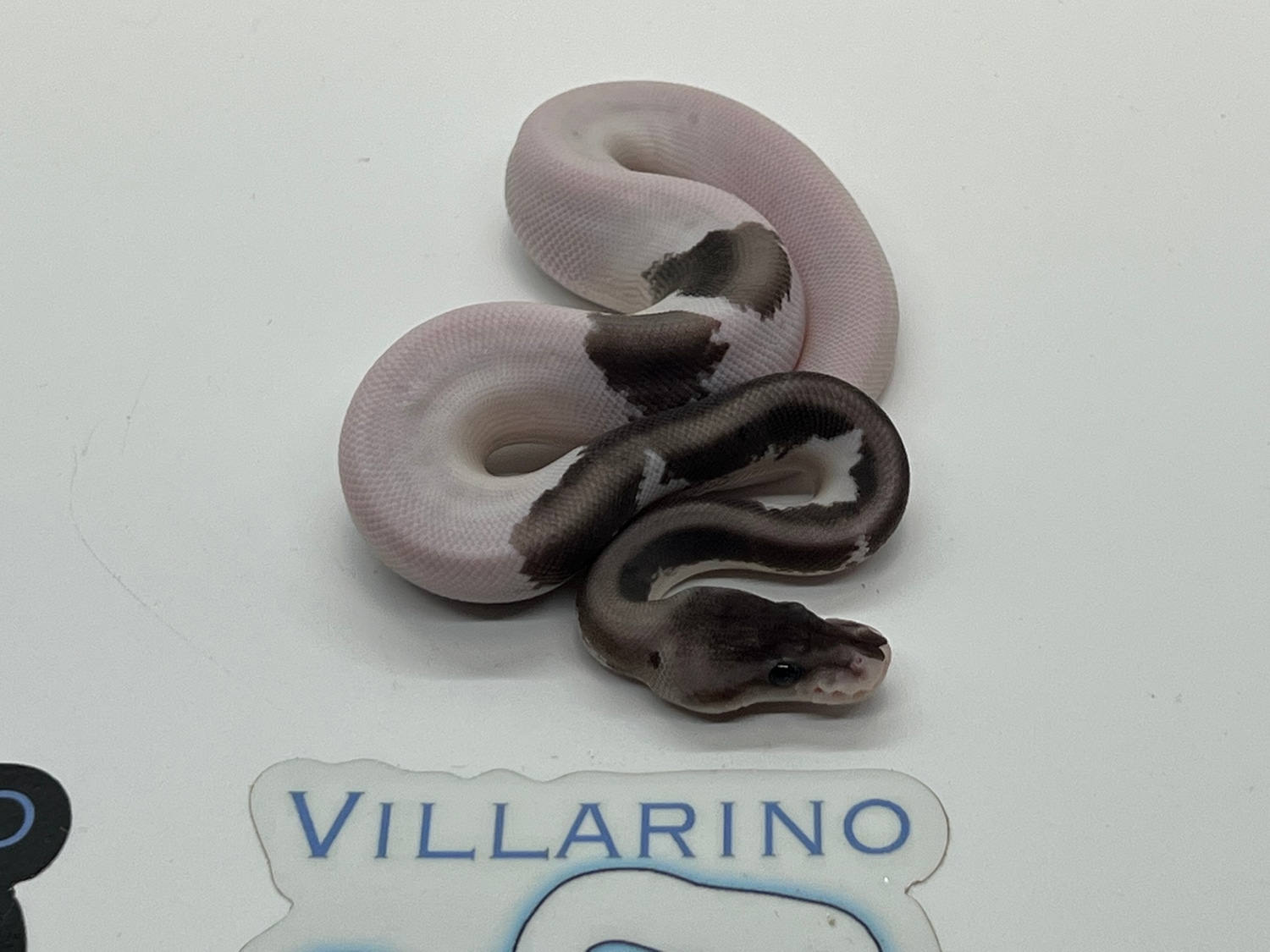 Grey Matter Ball Python by Villarino reptiles - MorphMarket