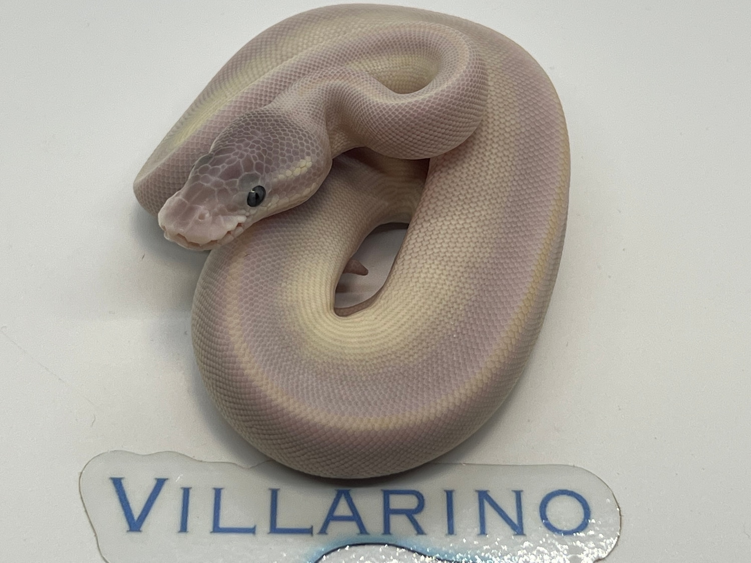 Super Mojave Ball Python by Villarino reptiles - MorphMarket