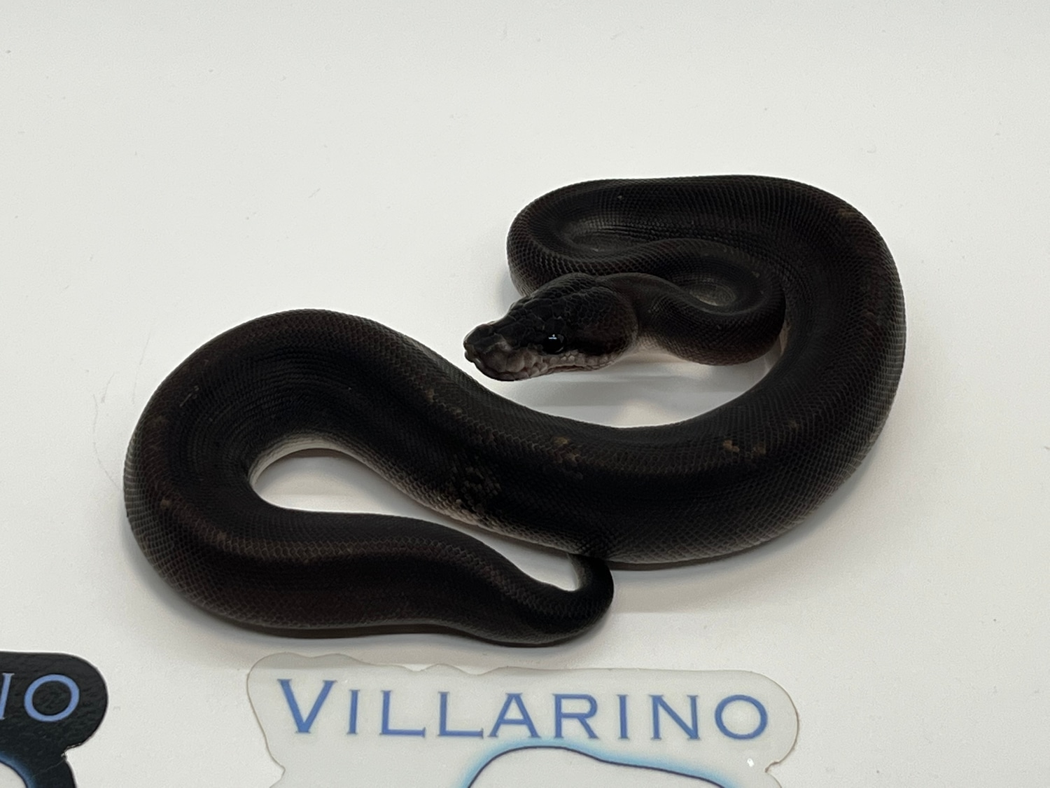 8ball Ball Python by Villarino reptiles - MorphMarket