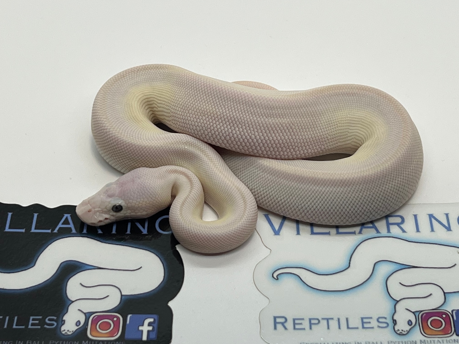 Blue Eyed Lucy Ball Python by Villarino reptiles - MorphMarket