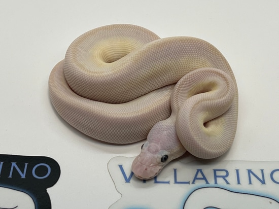 Blue Eyed Lucy Ball Python by Villarino reptiles