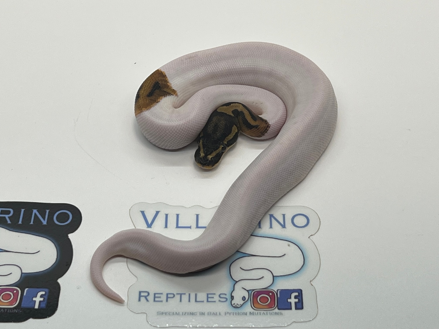 Pied Ball Python by Villarino reptiles - MorphMarket