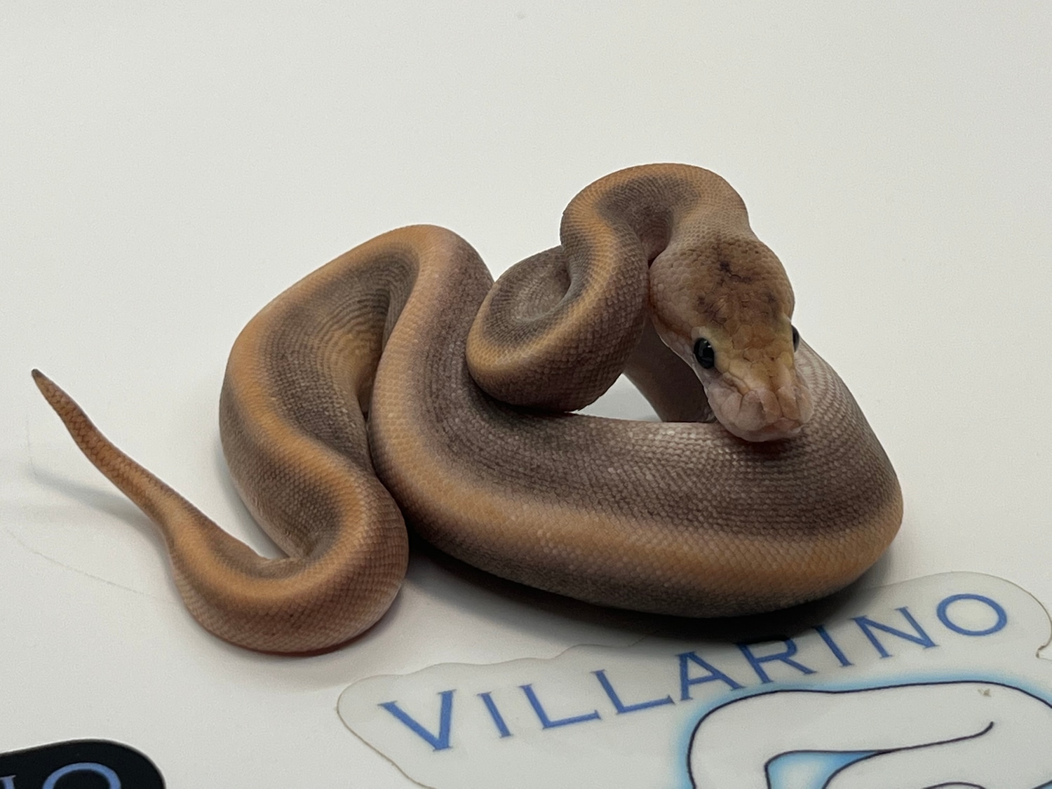 Champagne Blackpastel/ Cinny Ball Python by Villarino reptiles ...