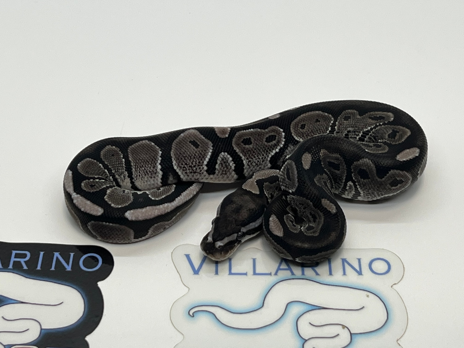 VPI Axanthic 66 Het Pied Ball Python by Villarino reptiles - MorphMarket