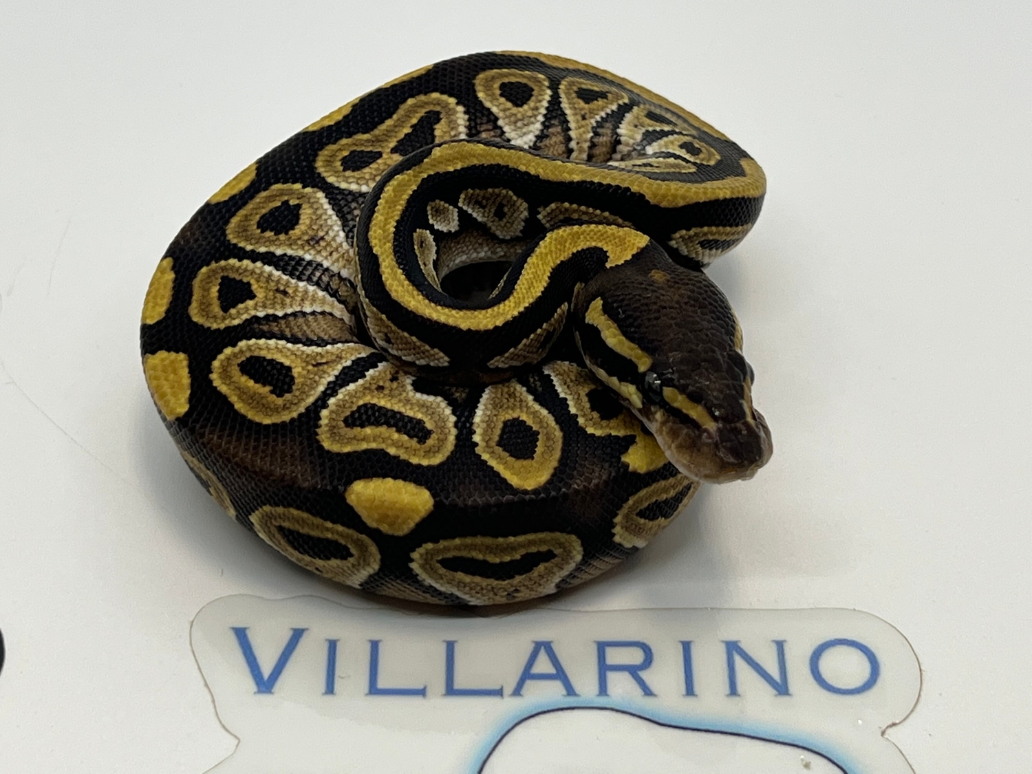 Mojave Ball Python by Villarino reptiles - MorphMarket
