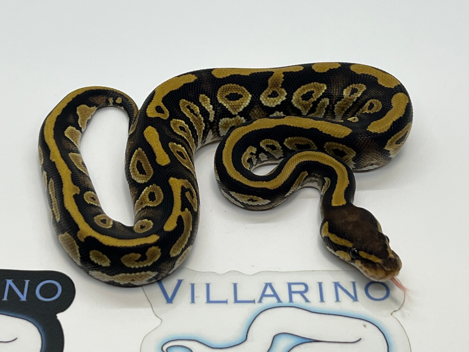 Mystic Ball Python by Villarino reptiles - MorphMarket