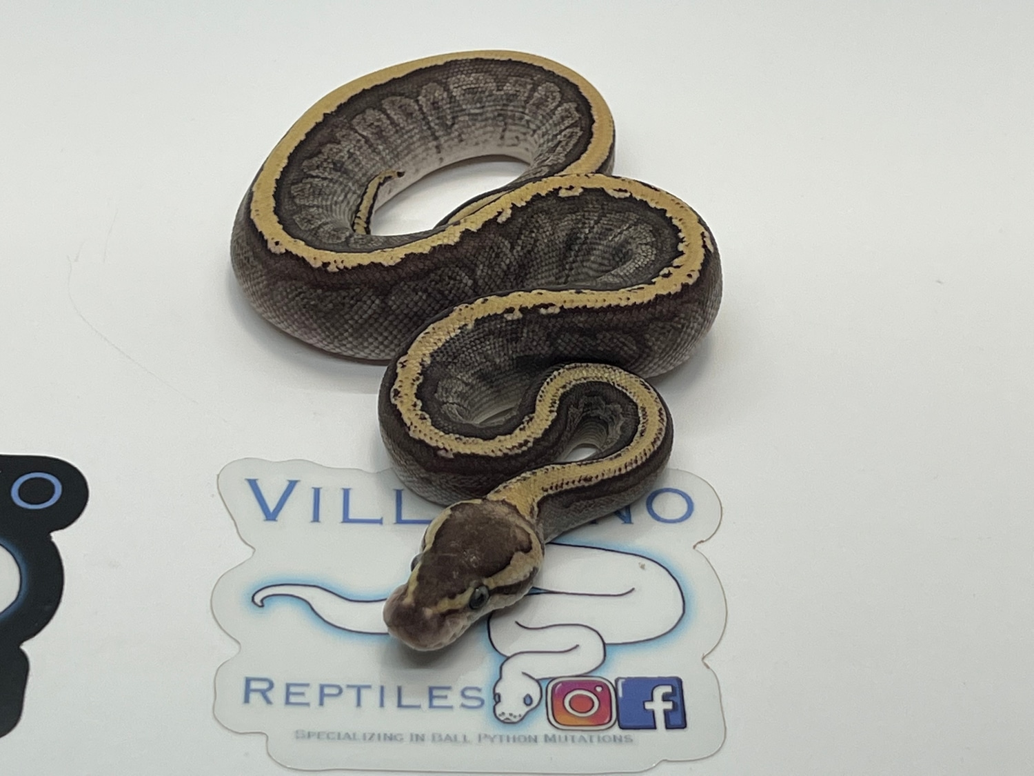 GHI Pinstripe Poss Het Clown Ball Python by Villarino reptiles ...