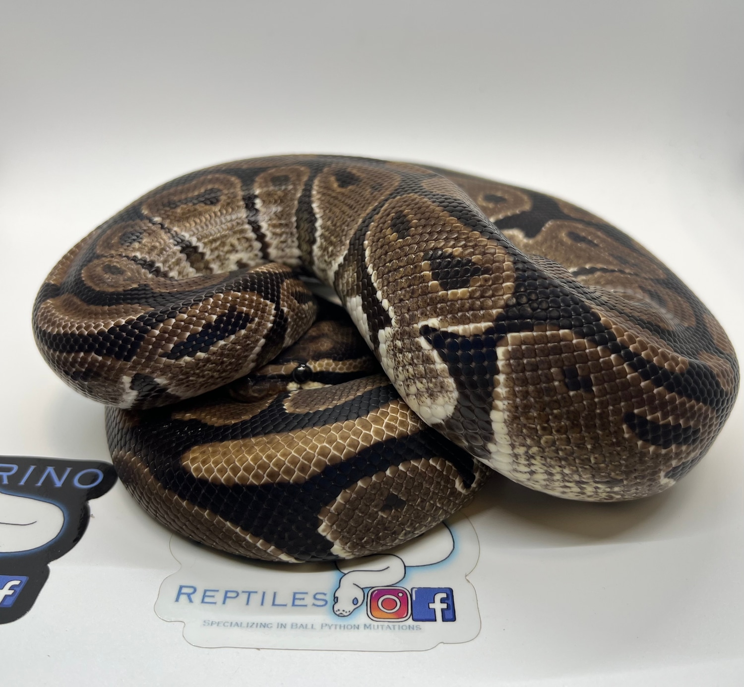 Double Het VPI Axanthic Pied Ball Python by Villarino reptiles ...