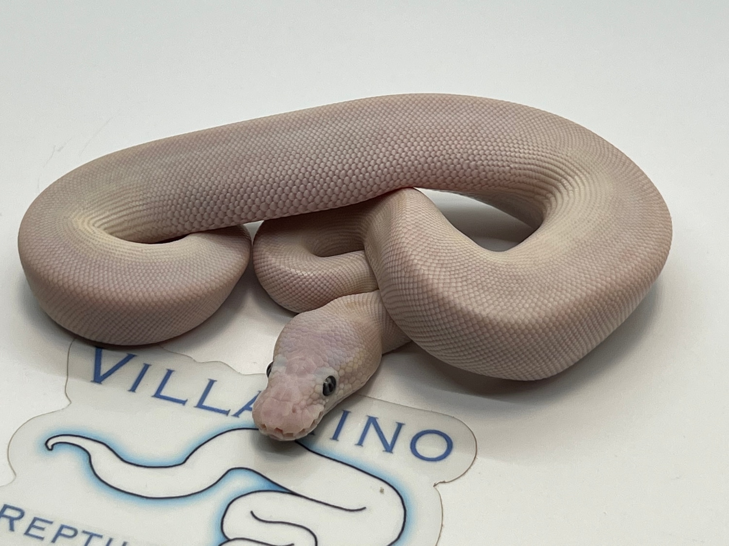 Blue Eyed Lucy Ball Python by Villarino reptiles - MorphMarket