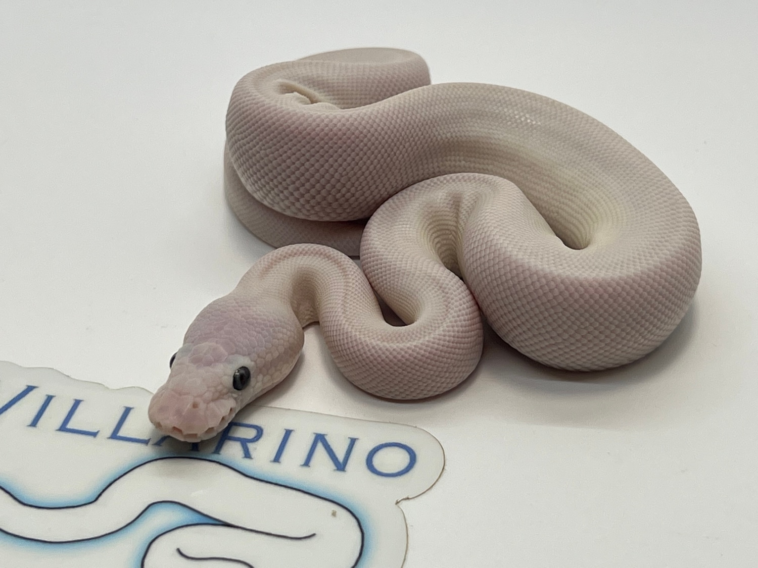 Blue Eyed Lucy Ball Python by Villarino reptiles - MorphMarket