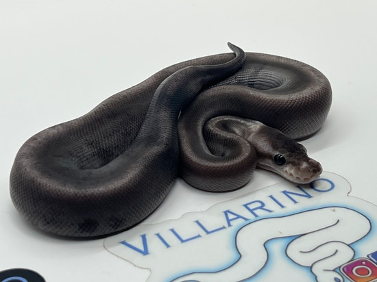 Silver Bullet 66 Het Piebald Ball Python by Villarino reptiles