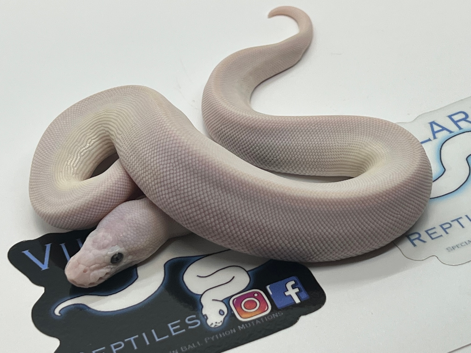 Blue Eyed Lucy Ball Python by Villarino reptiles - MorphMarket