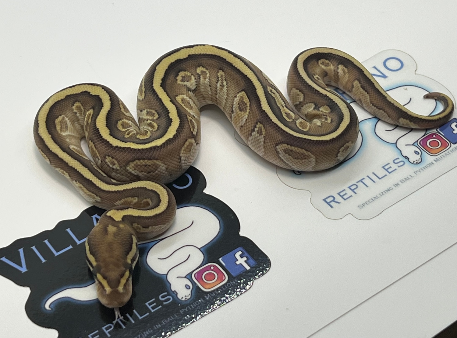 Butter Ball Python by Villarino reptiles - MorphMarket