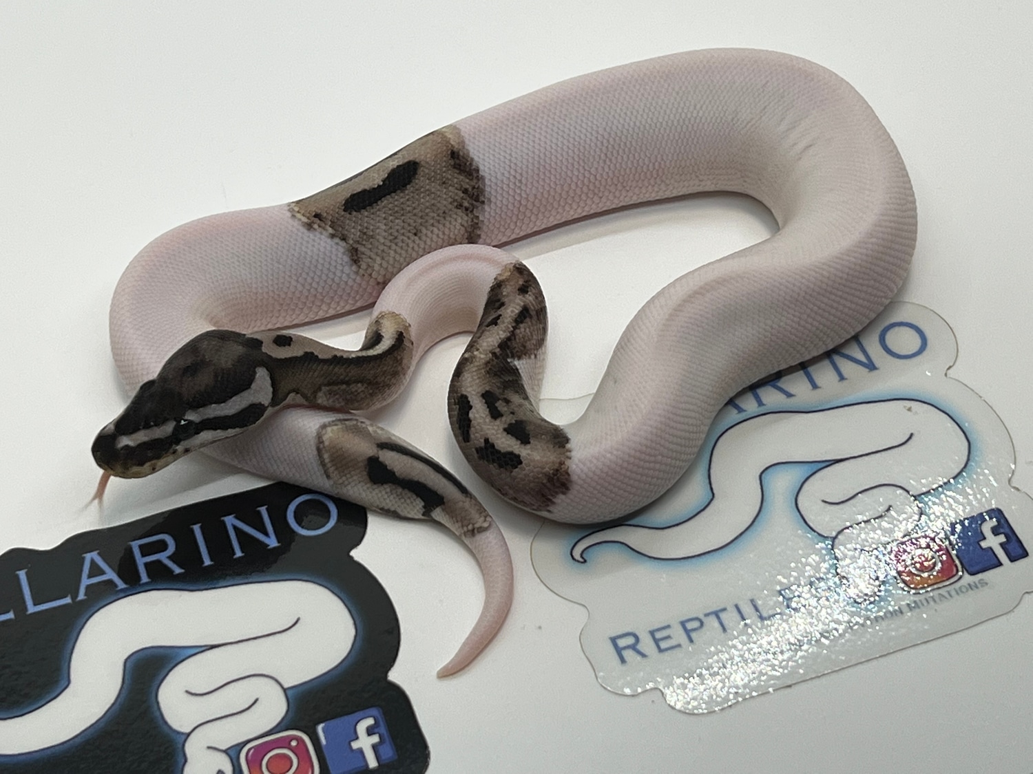 VPI Axanthic Pied Ball Python by Villarino reptiles - MorphMarket