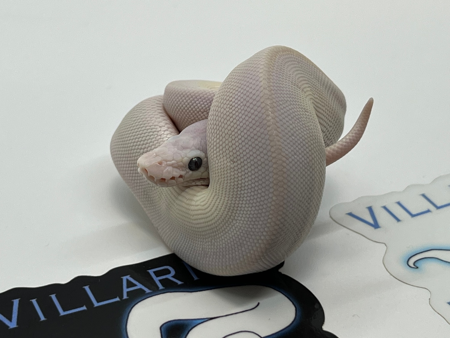 Blue Eyed Lucy Ball Python by Villarino reptiles - MorphMarket