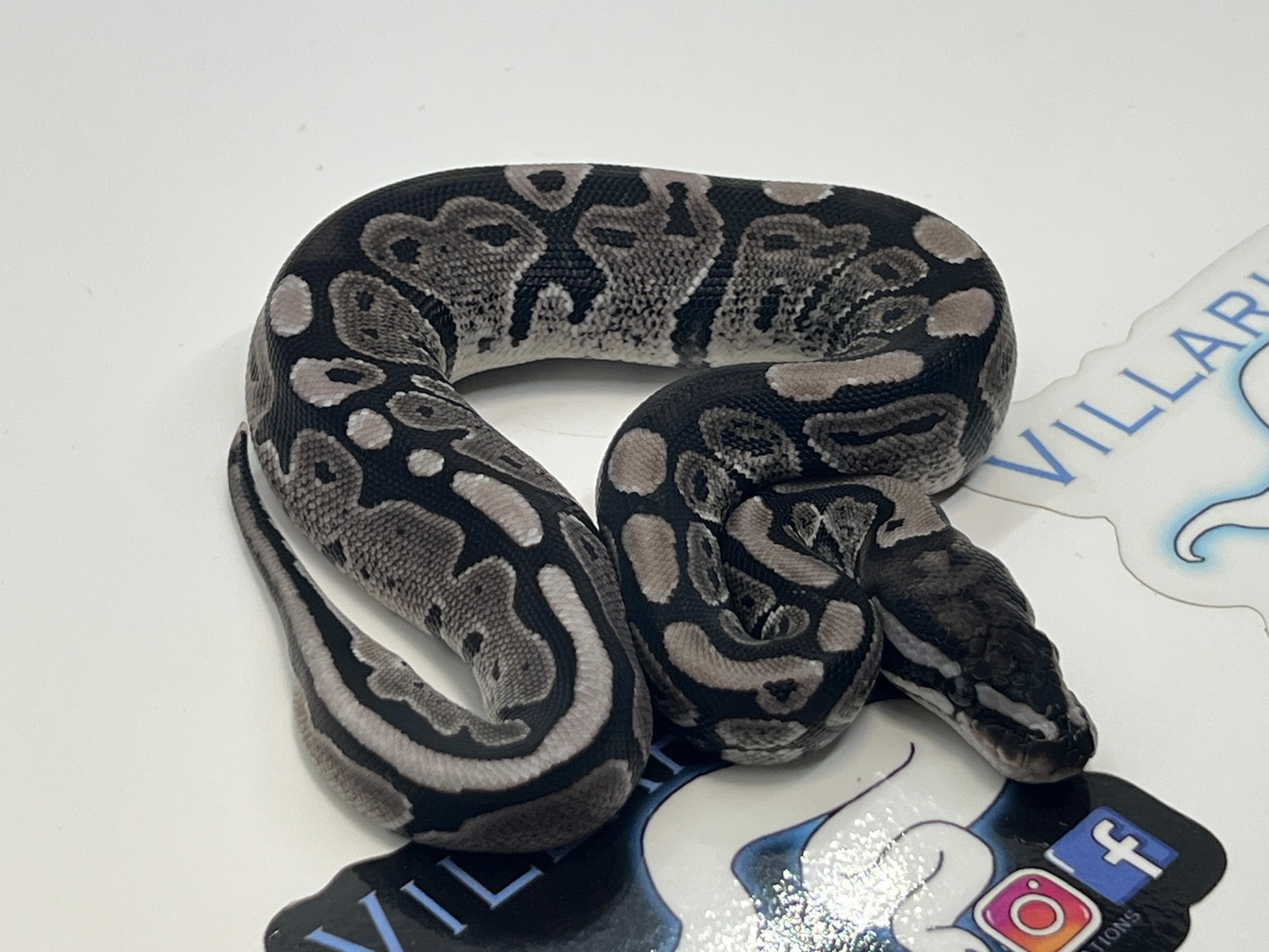 VPI Axanthic Het Pied Ball Python by Villarino reptiles - MorphMarket
