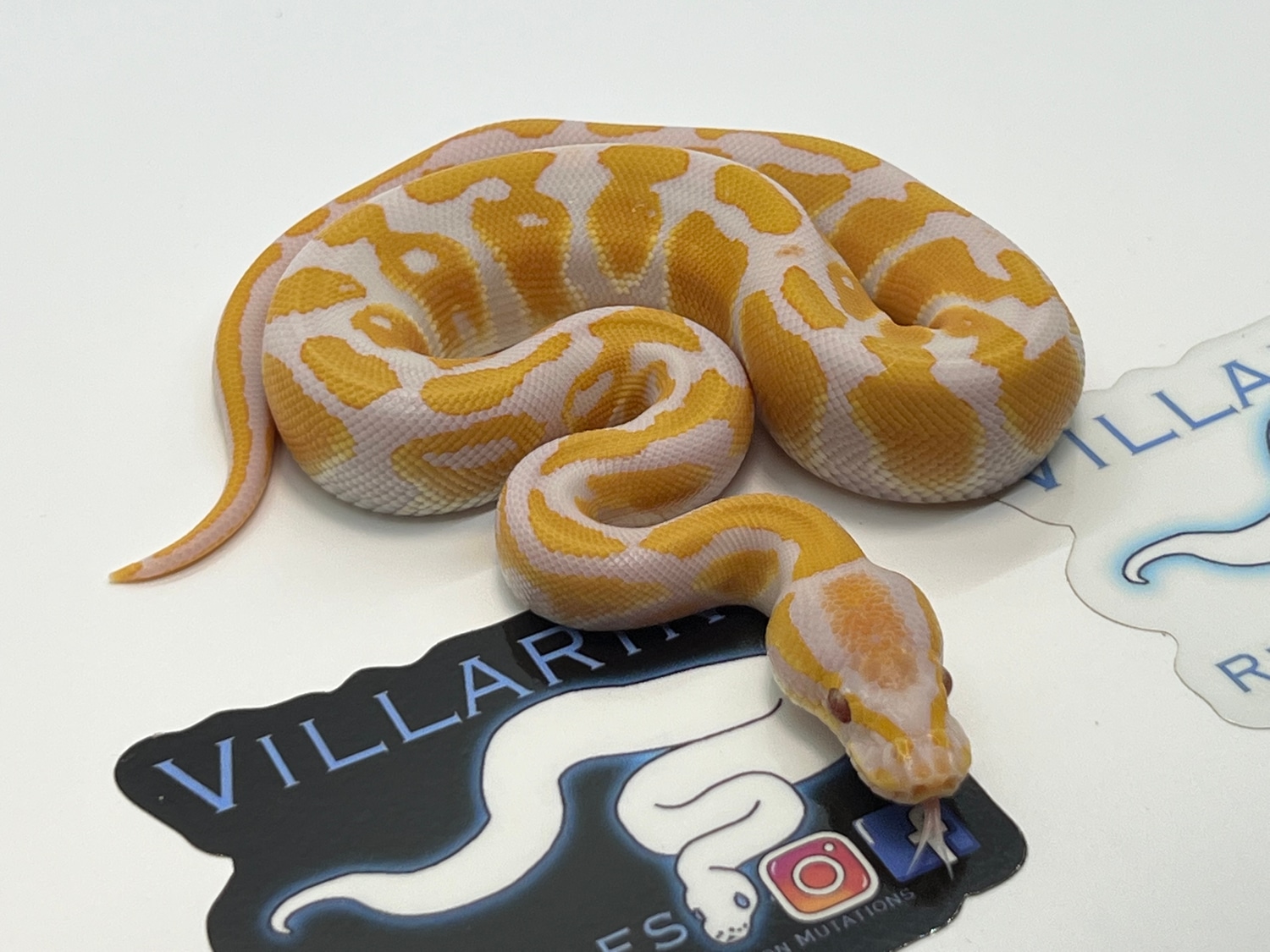 Lavender Albino Ball Python by Villarino reptiles - MorphMarket