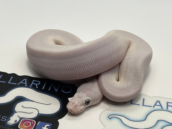 Lesser Mojave Bel Ball Python by Villarino reptiles