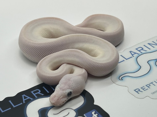 Butter Mojave Bel Ball Python by Villarino reptiles