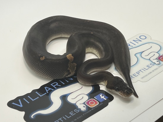 8ball Ball Python by Villarino reptiles