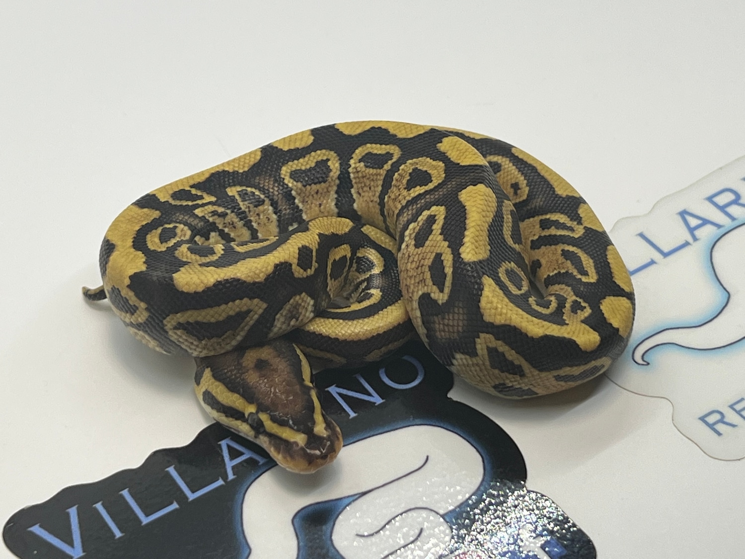 Fire Het Clown Ball Python by Villarino reptiles - MorphMarket