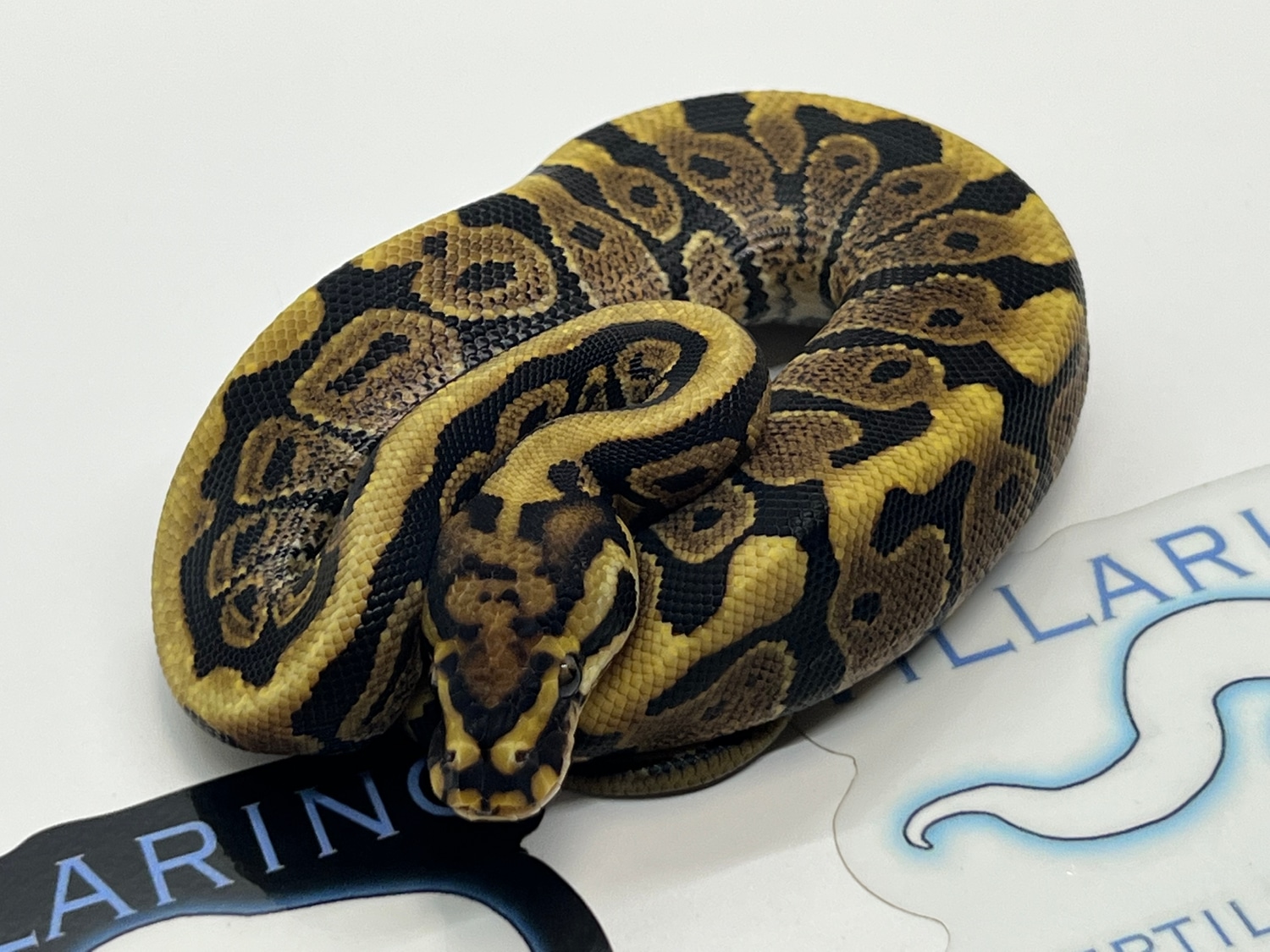 Spotnose Het Clown Ball Python by Villarino reptiles - MorphMarket