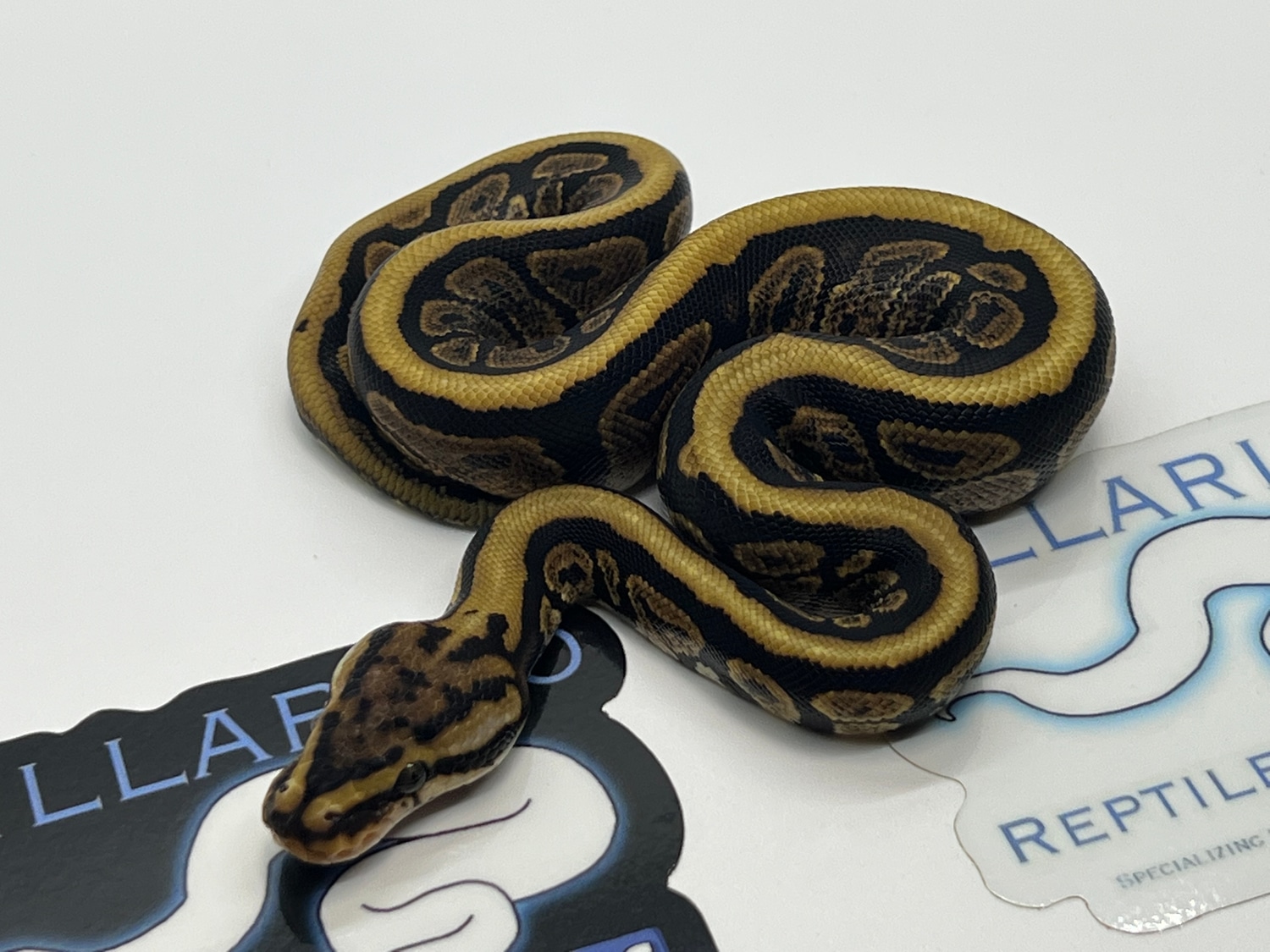 Spotnose Het Clown Ball Python by Villarino reptiles - MorphMarket