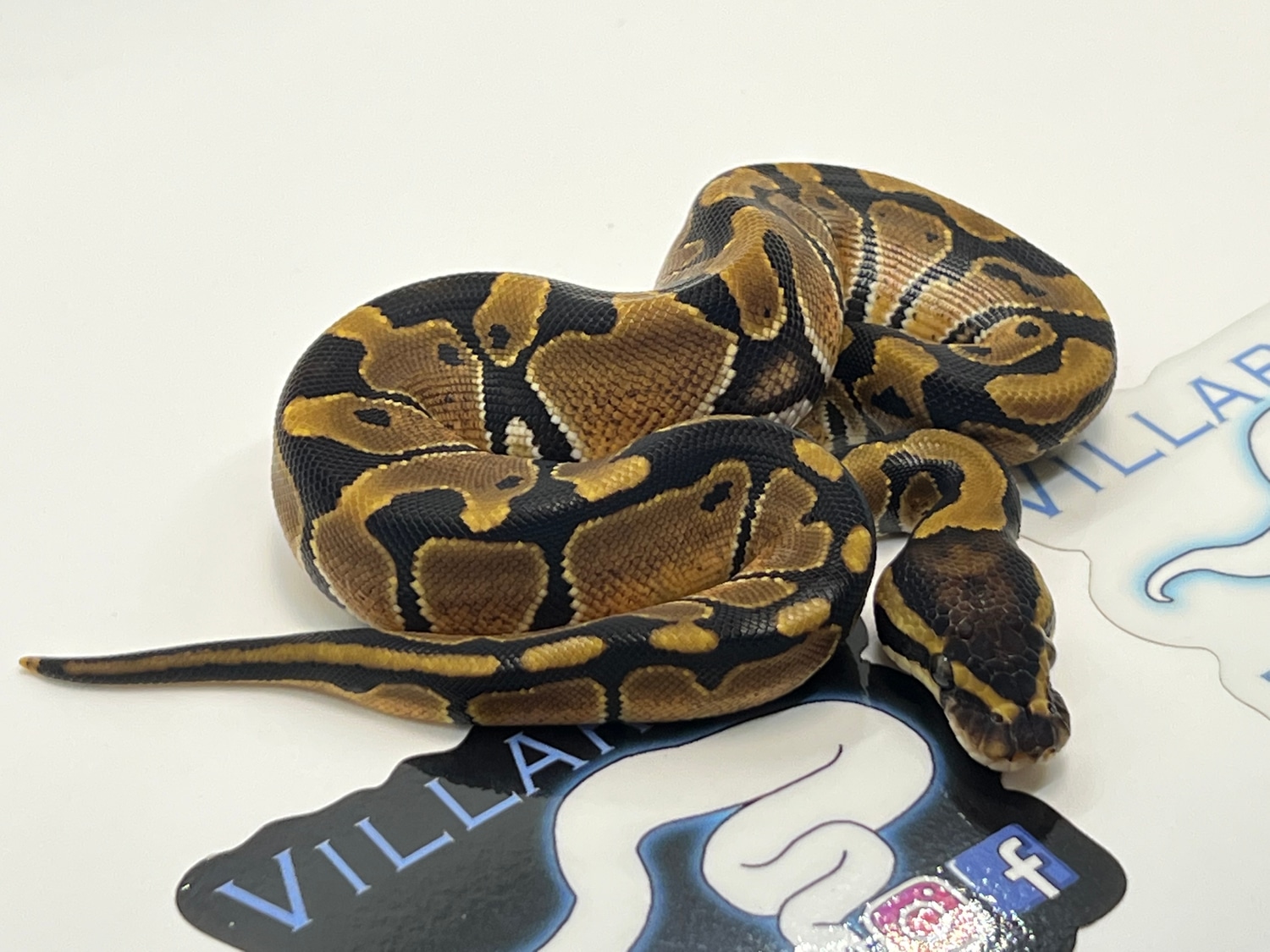 Het Lavender Albino Ball Python by Villarino reptiles - MorphMarket