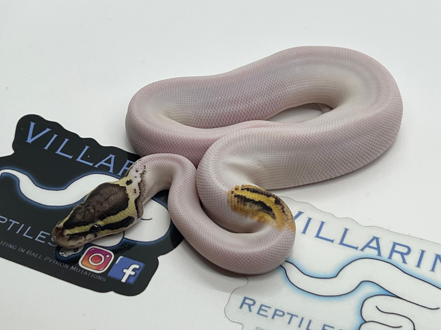Firefly Pied Ball Python by Villarino reptiles - MorphMarket