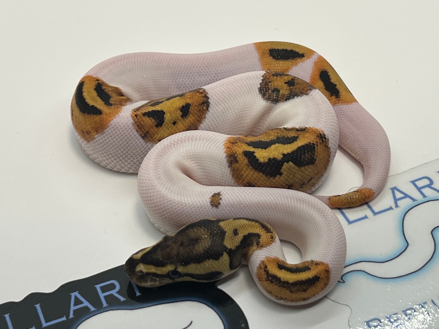 Fire Pied (Pyro Pied) Ball Python by Villarino reptiles - MorphMarket