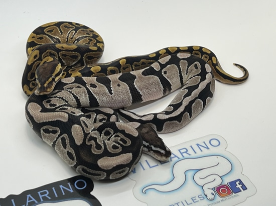 Blade VPI Axanthic 66 Het Clown Ball Python by Villarino reptiles