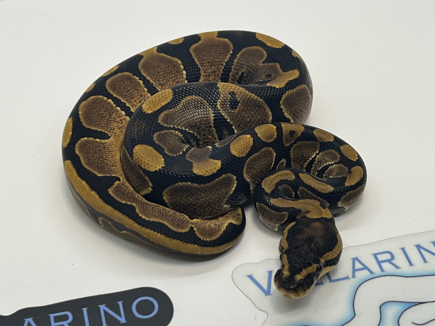 100% Het Pied 66% Het VPI Axanthic Ball Python by Villarino reptiles ...