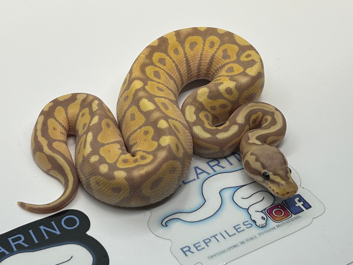 Banana Pastel Ball Python by Villarino reptiles - MorphMarket