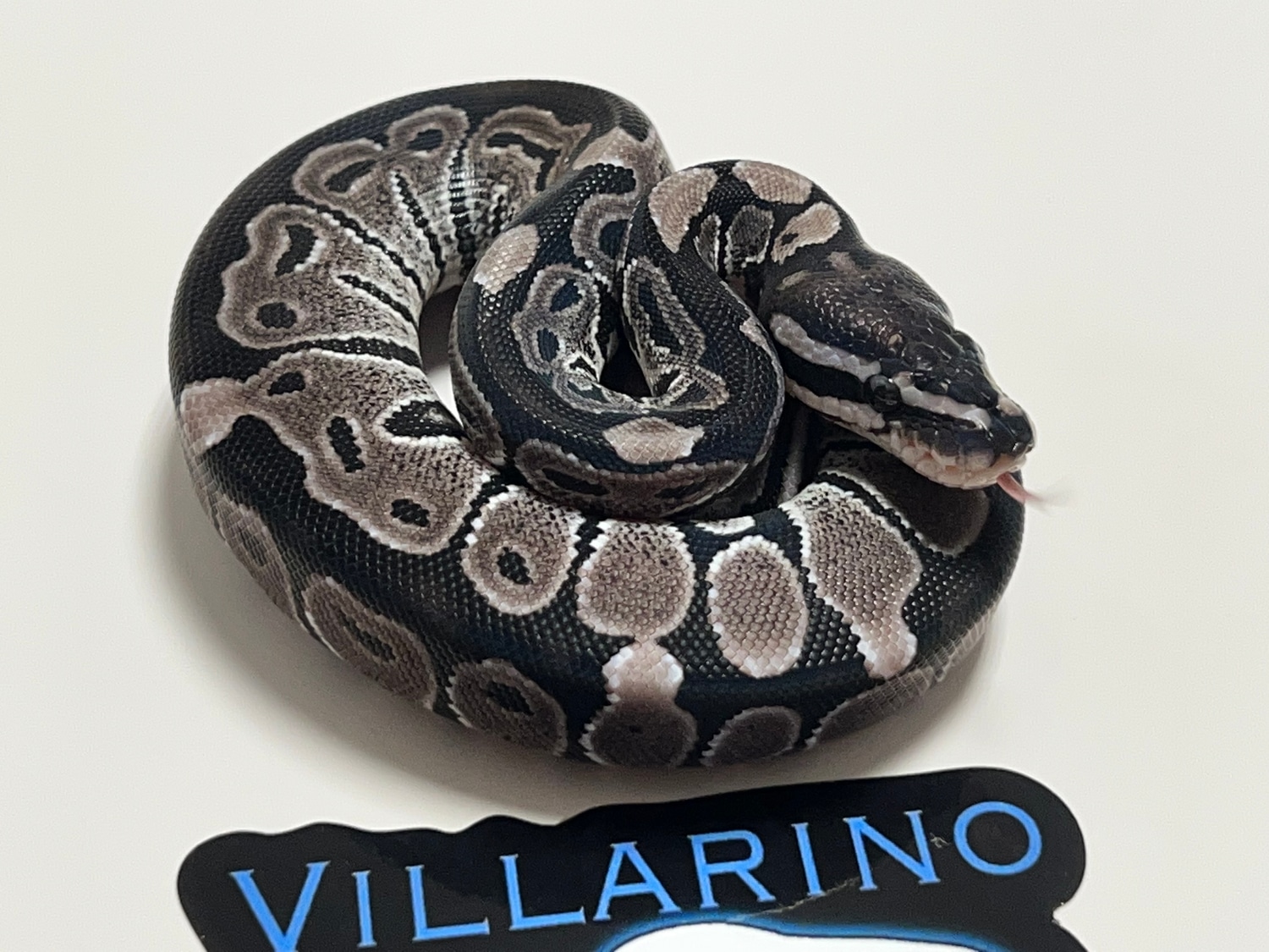VPI Axanthic Poss Het Pied Ball Python by Villarino reptiles - MorphMarket