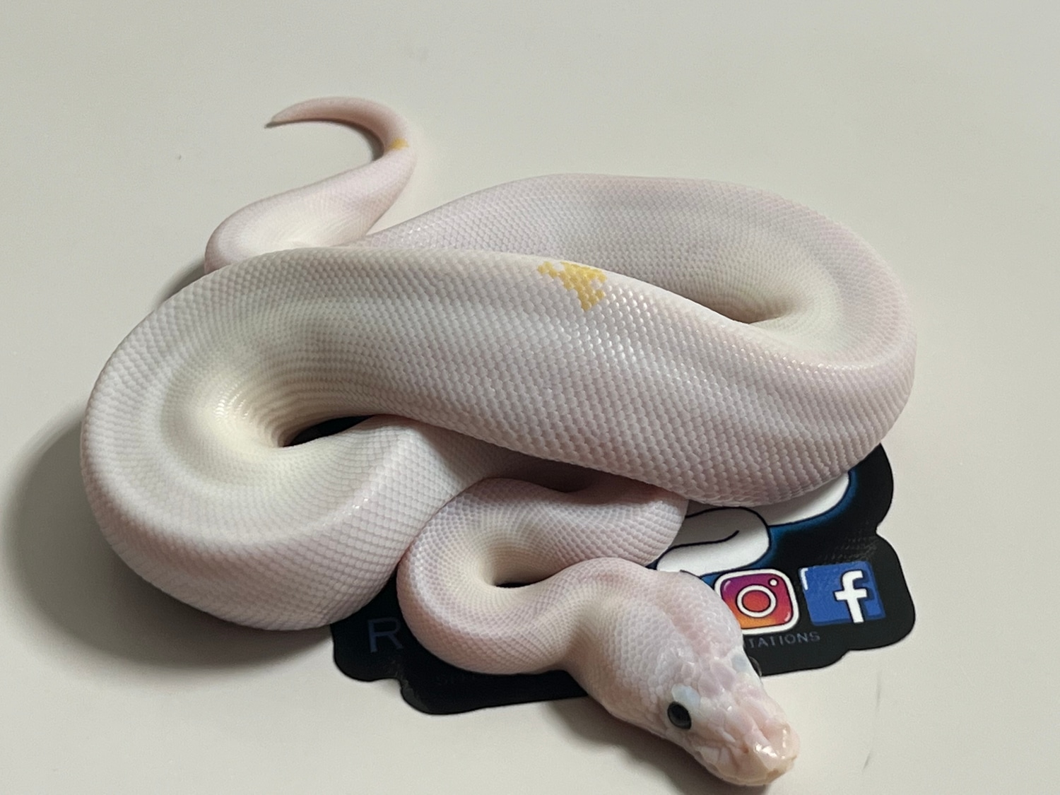 Super Fire Ball Python by Villarino reptiles - MorphMarket