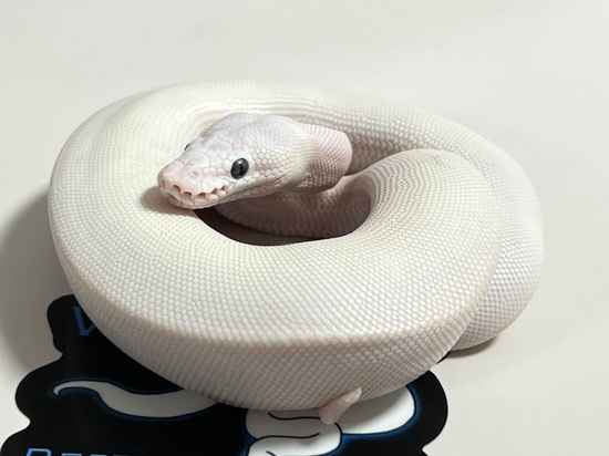 Blue Eyed Lucy Ball Python by Villarino reptiles