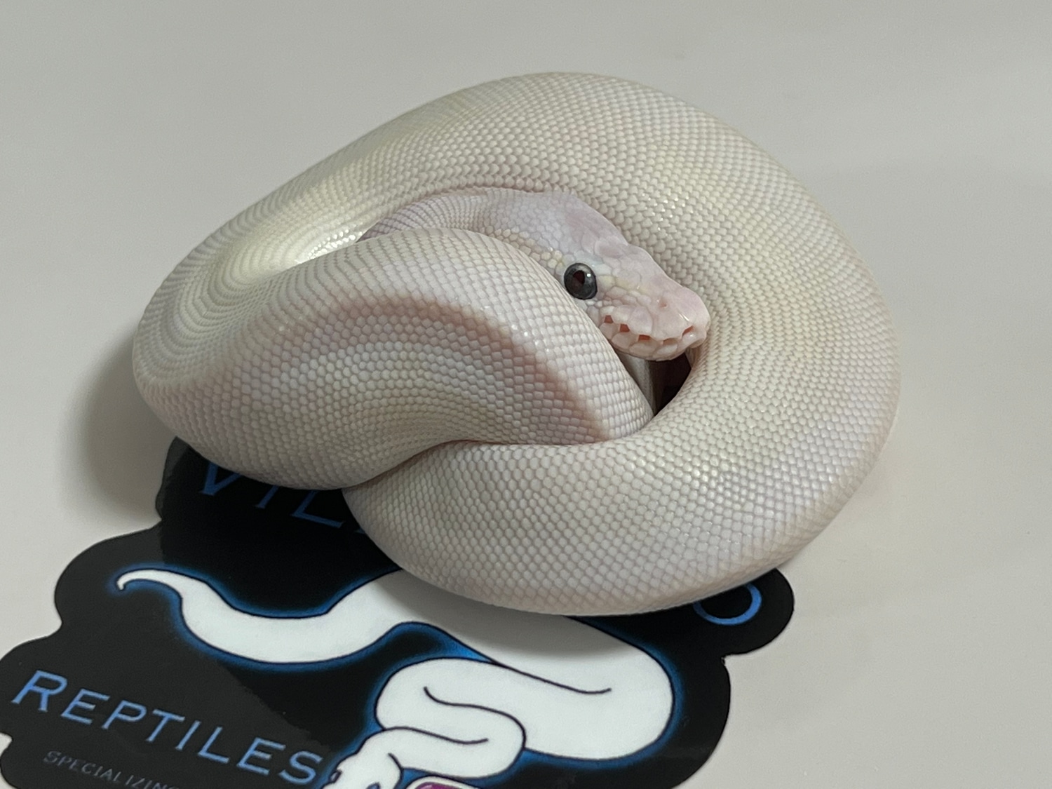 2022 Blue Eyed Lucy Ball Python by Villarino reptiles - MorphMarket