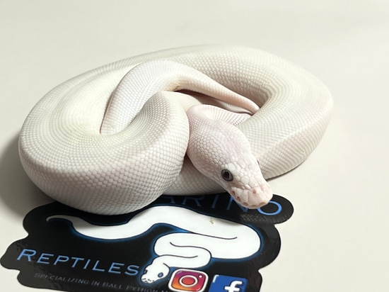 Blue Eyed Lucy Ball Python by Villarino reptiles