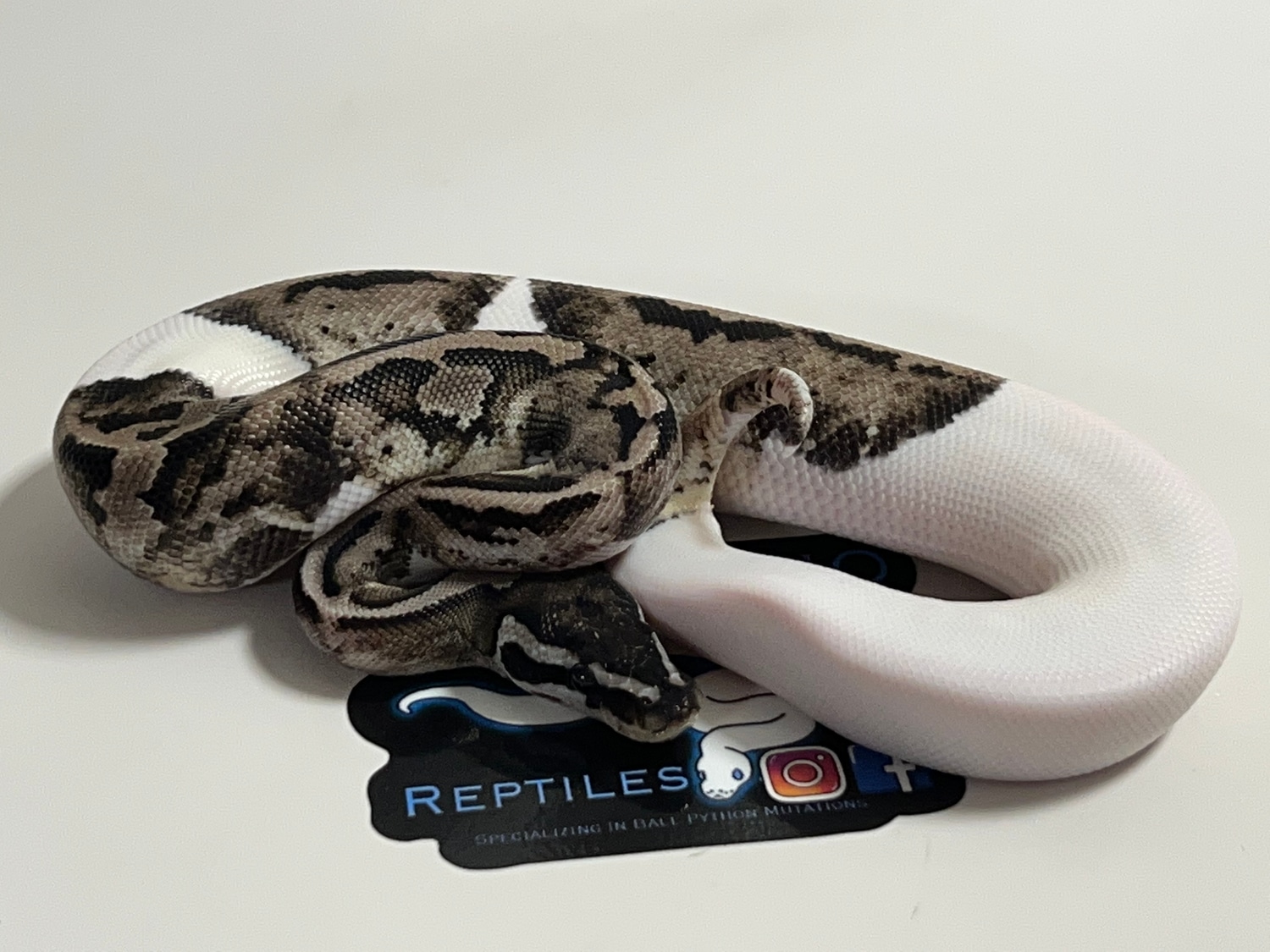 VPI Axanthic Pied Ball Python by Villarino reptiles - MorphMarket