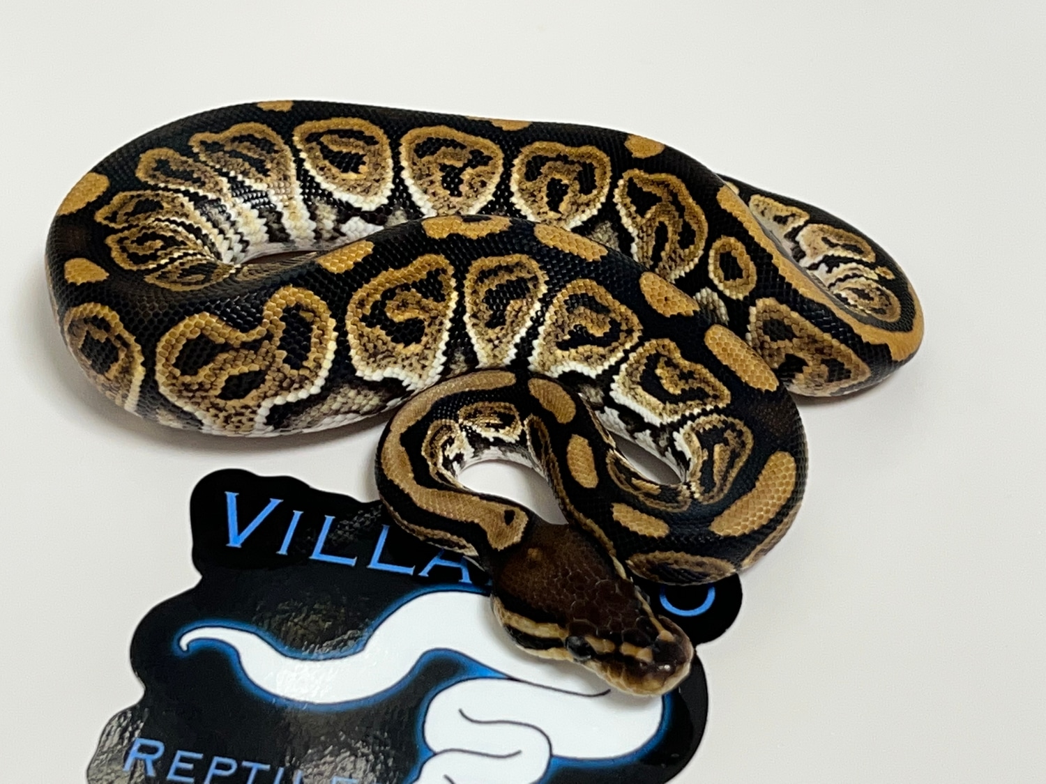 Black Pastel Ball Python by Villarino reptiles - MorphMarket