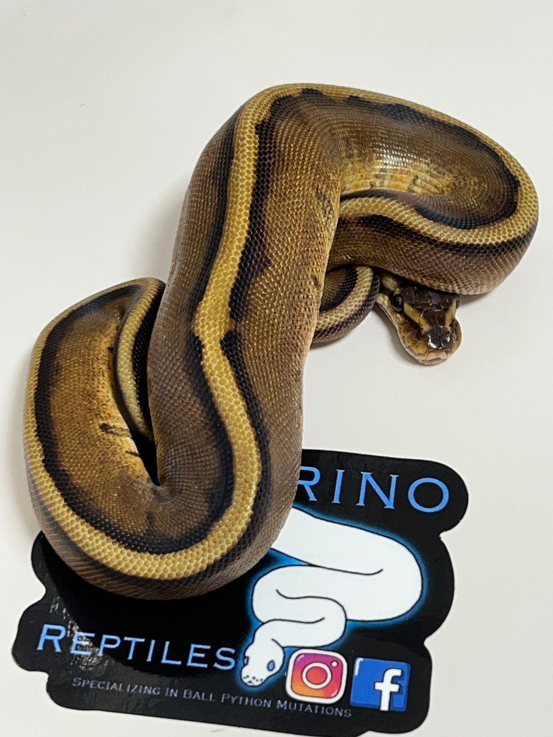 Genetic Stripe Ball Python by Villarino reptiles - MorphMarket