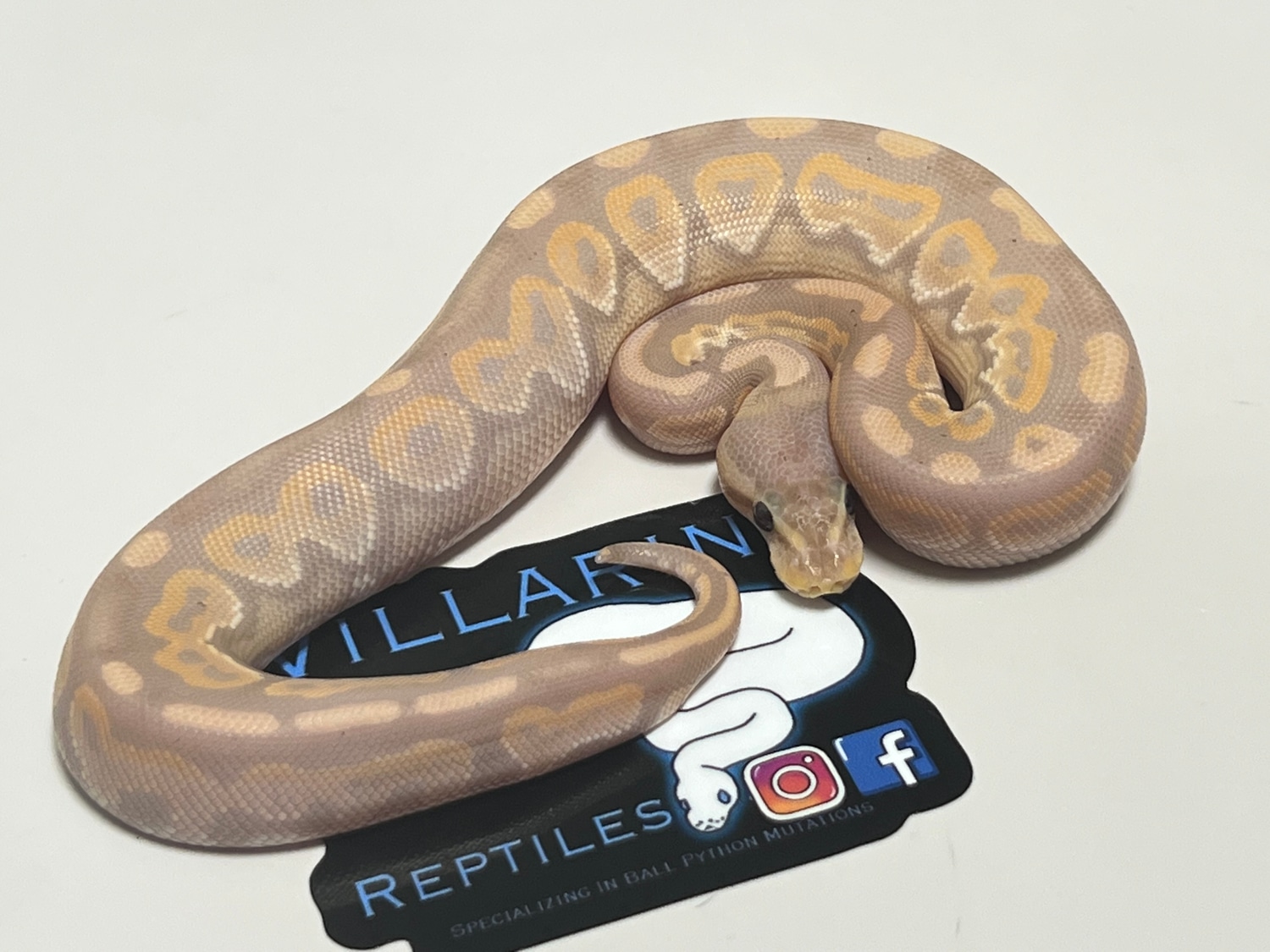 Banana Cinnamon Ball Python by Villarino reptiles - MorphMarket