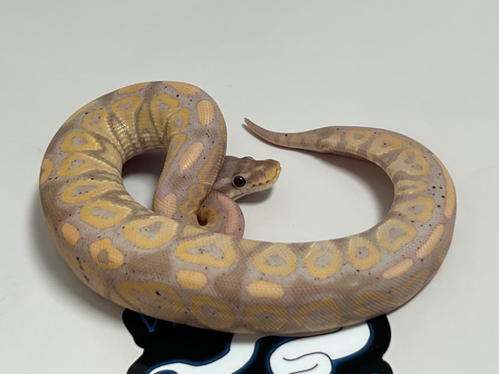 Banana Cinnamon Ball Python by Villarino reptiles