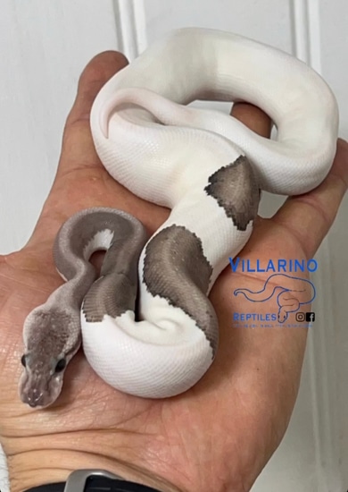 Grey Matter Ball Python by Villarino reptiles