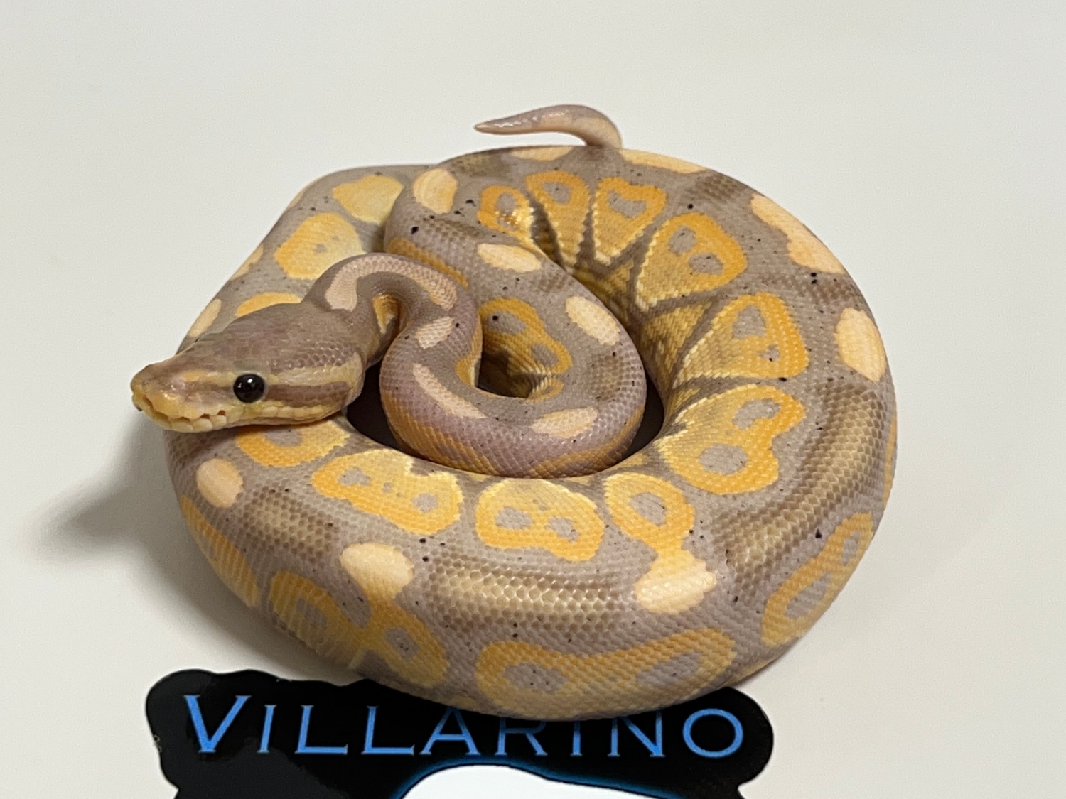 Banana Cinny Ball Python by Villarino reptiles - MorphMarket